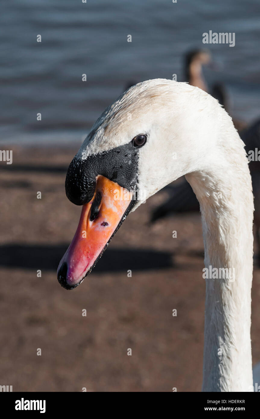 Portrait swan face hi-res stock photography and images - Alamy