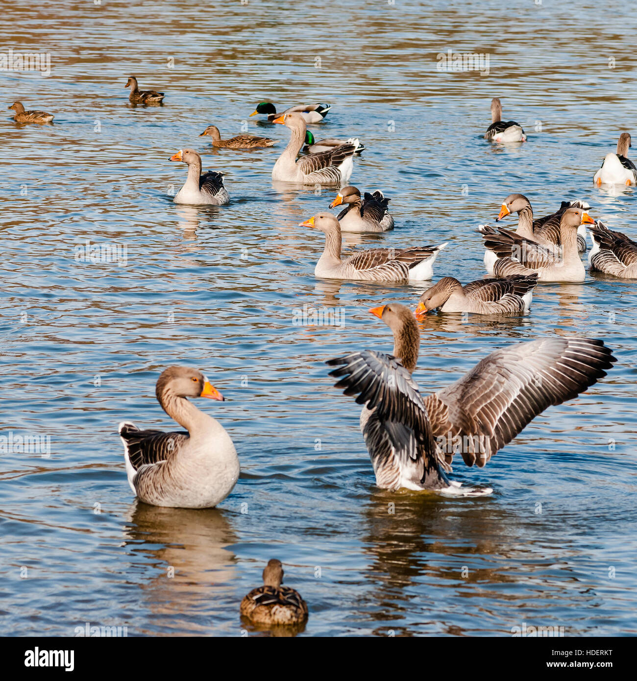 Flock of greylag geese bathing in the cold morning sun in UK Stock ...