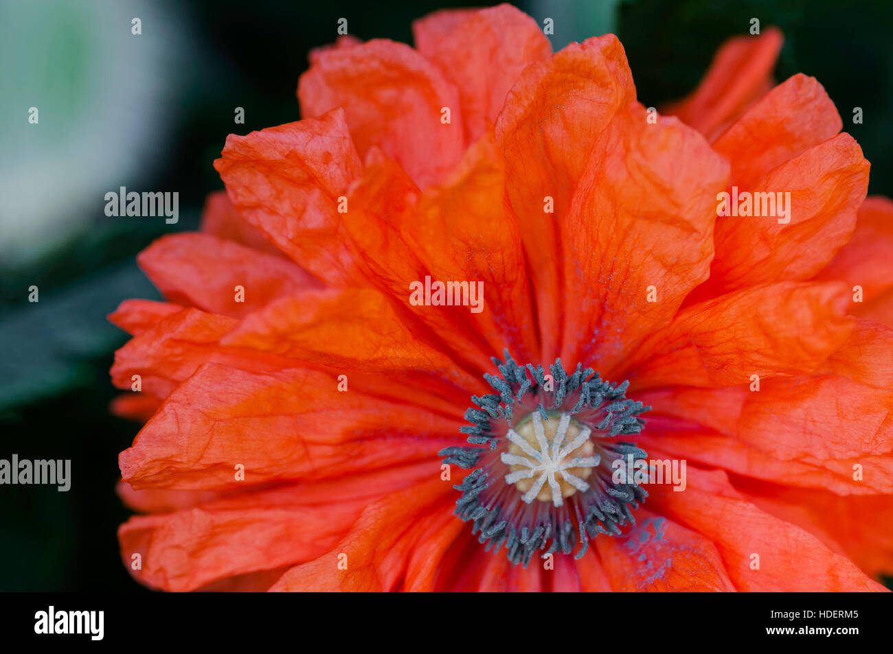 Poppy red close up hi-res stock photography and images - Alamy