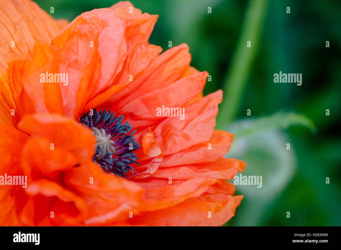 Poppy red close up hi-res stock photography and images - Alamy