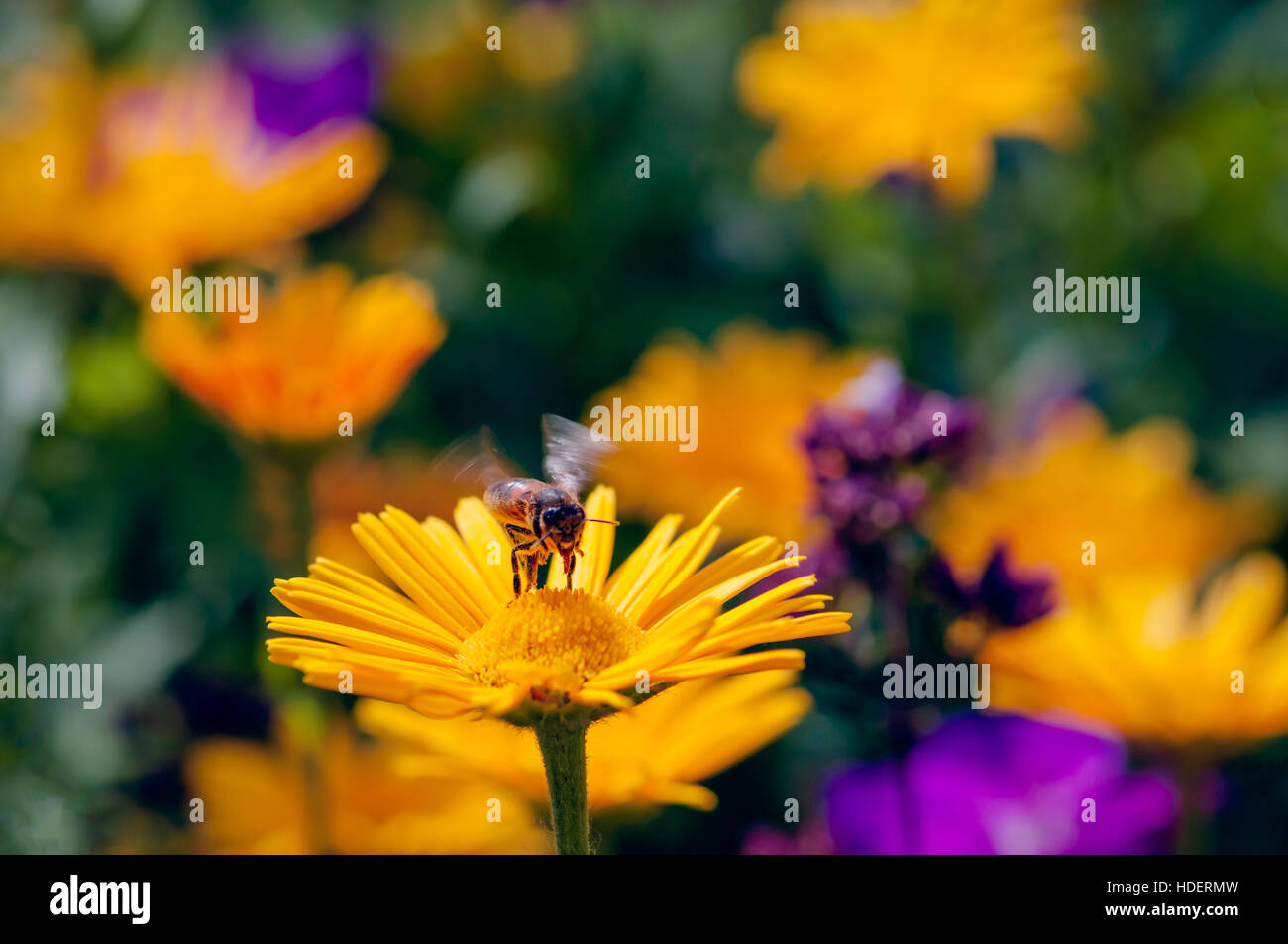 Honey Bee pollinating orange yellow daisies wildflowers in the summer ...
