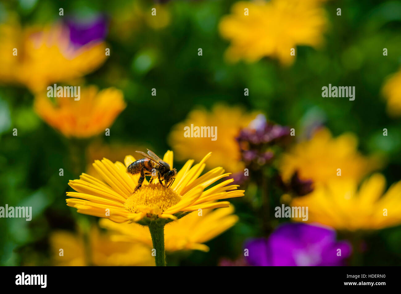 Honey Bee pollinating orange yellow daisies wildflowers in the summer ...