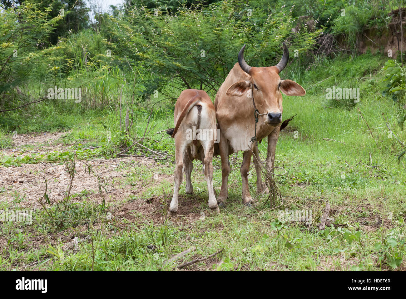 Thai mother cow and calf stay on the field Stock Photo - Alamy
