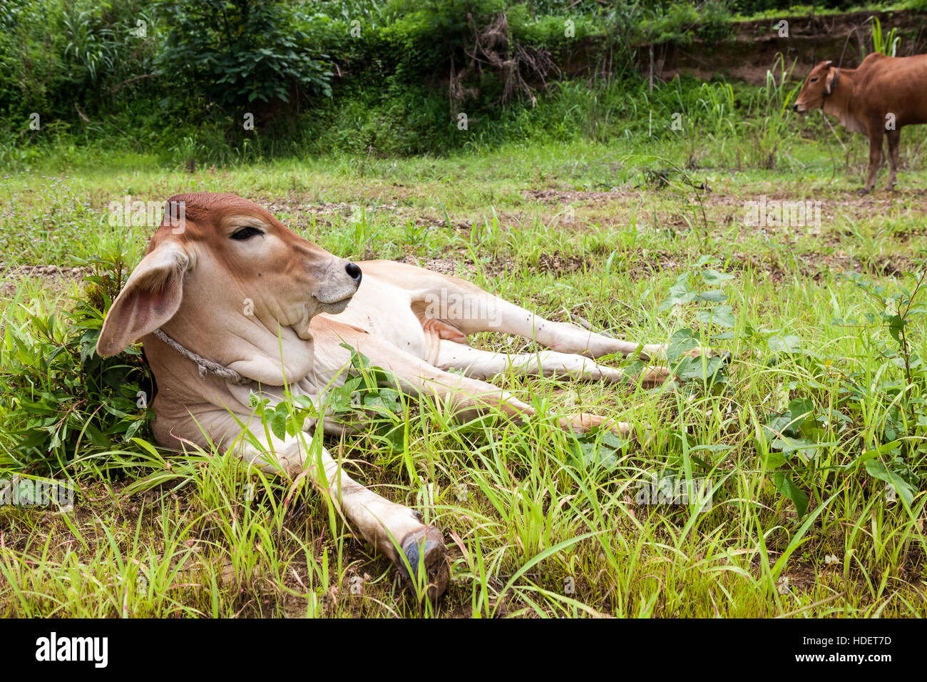 On the field in Thailand there is a calf on the ground Stock Photo - Alamy