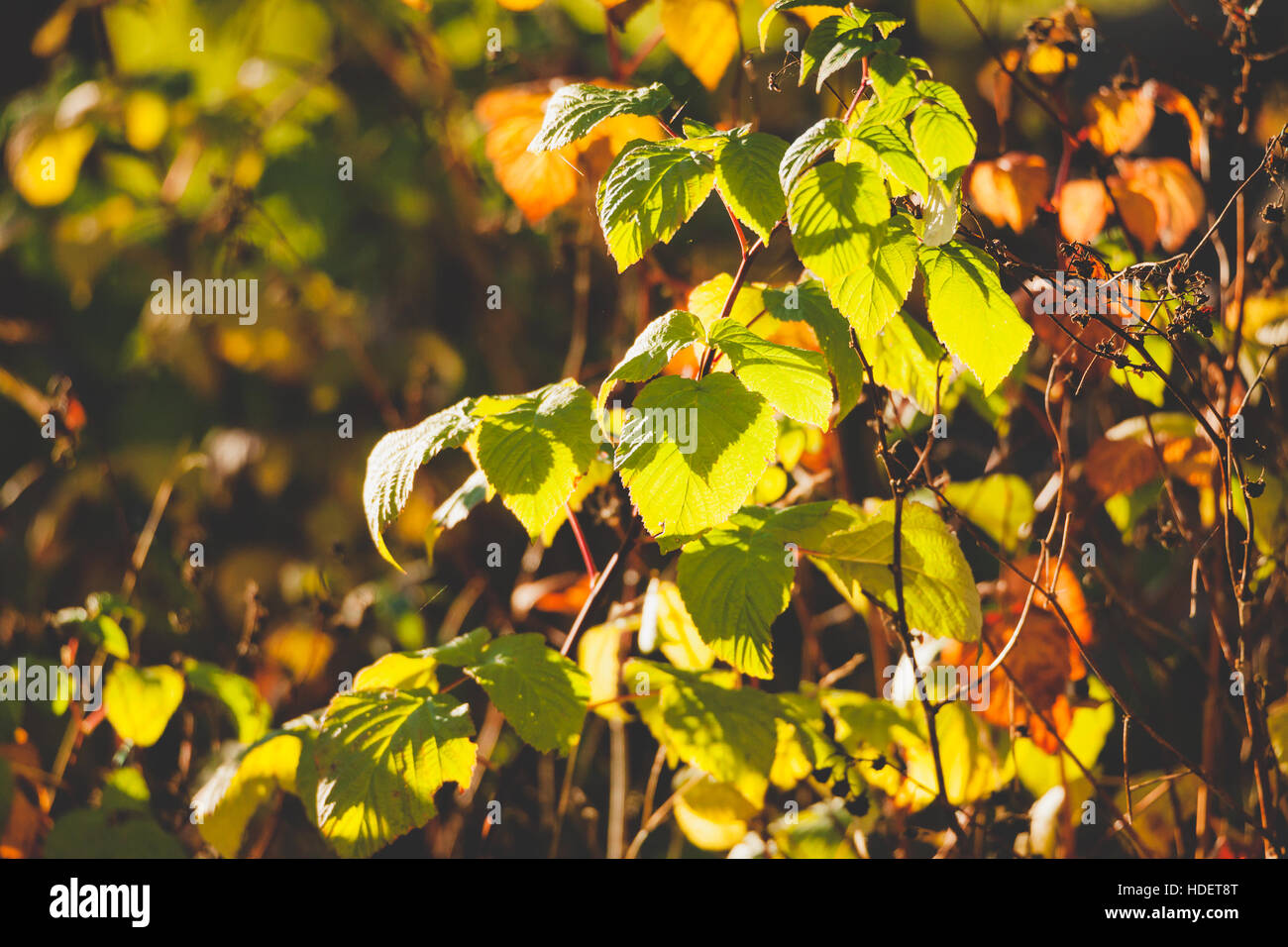 Leaves bush hi-res stock photography and images - Alamy