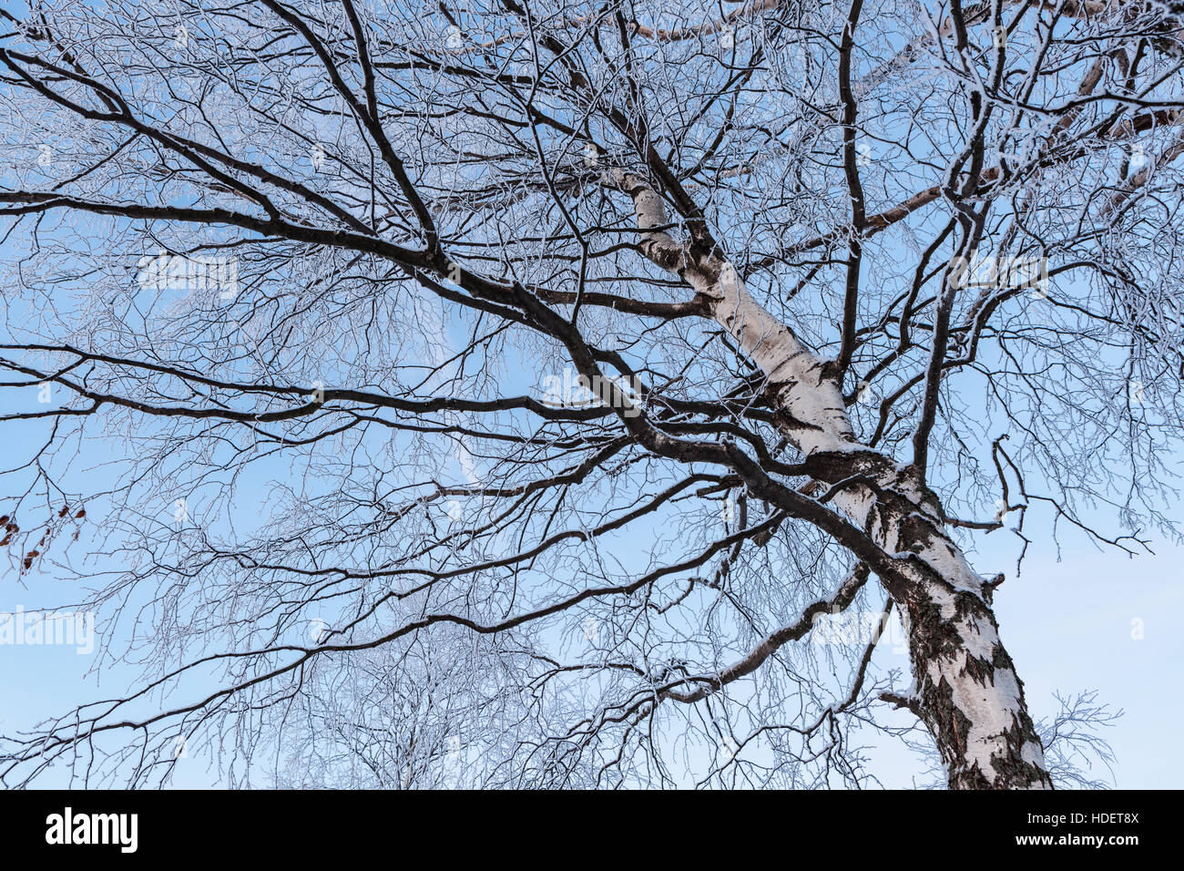 Frozen tree branches Stock Photo - Alamy