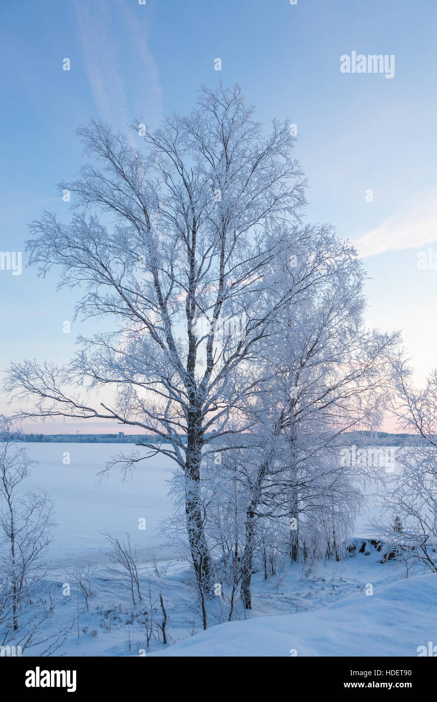 Frozen tree branches Stock Photo - Alamy
