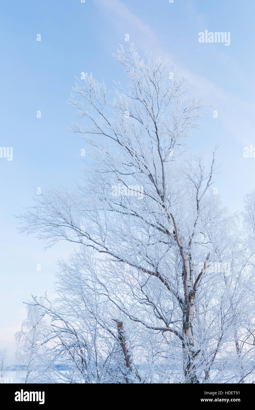 Frozen tree branches Stock Photo - Alamy