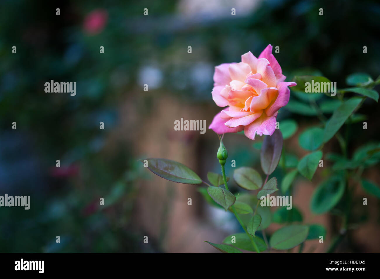 Delicate rose flower bokeh Stock Photo - Alamy