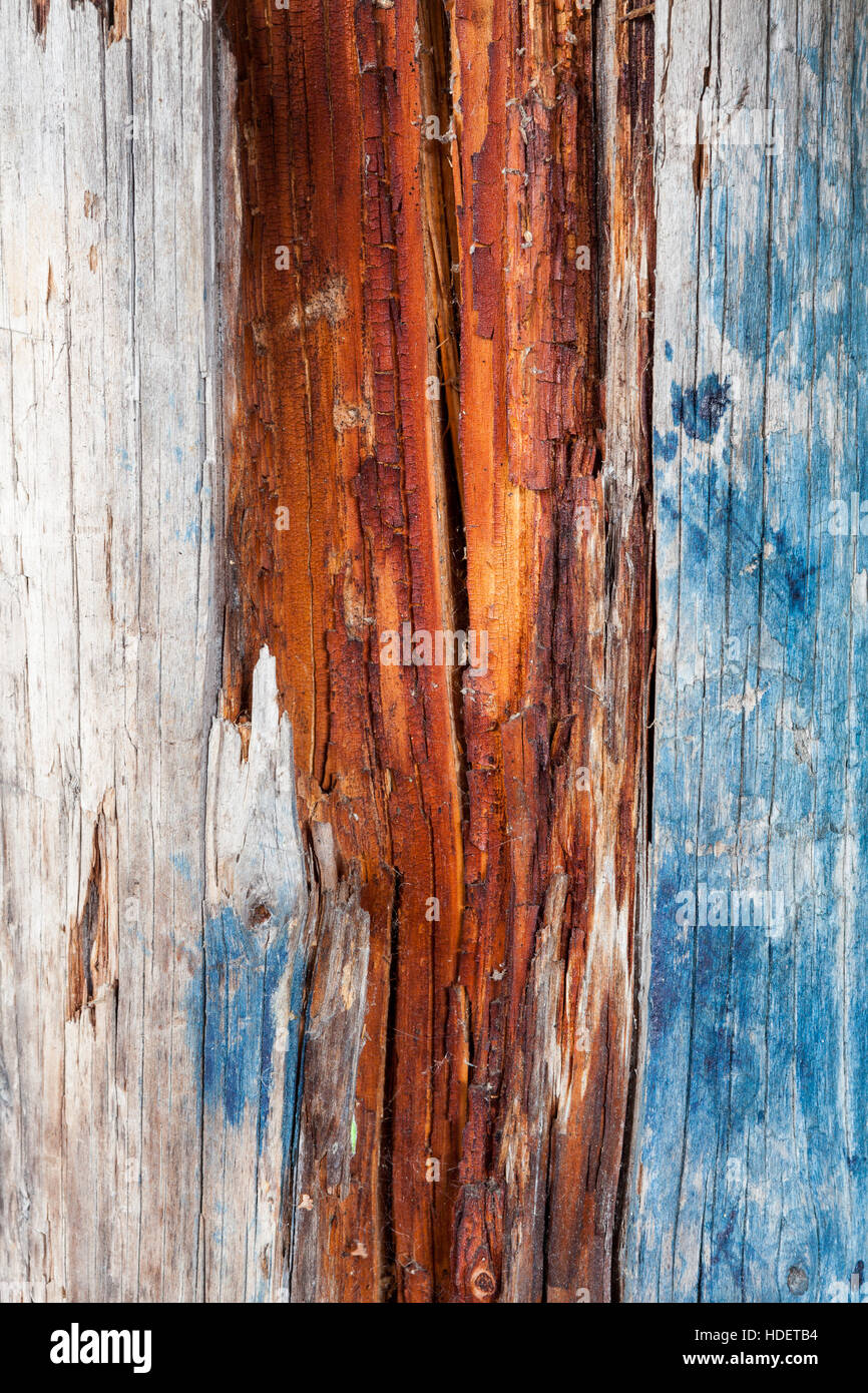 Old decayed tree hi-res stock photography and images - Alamy