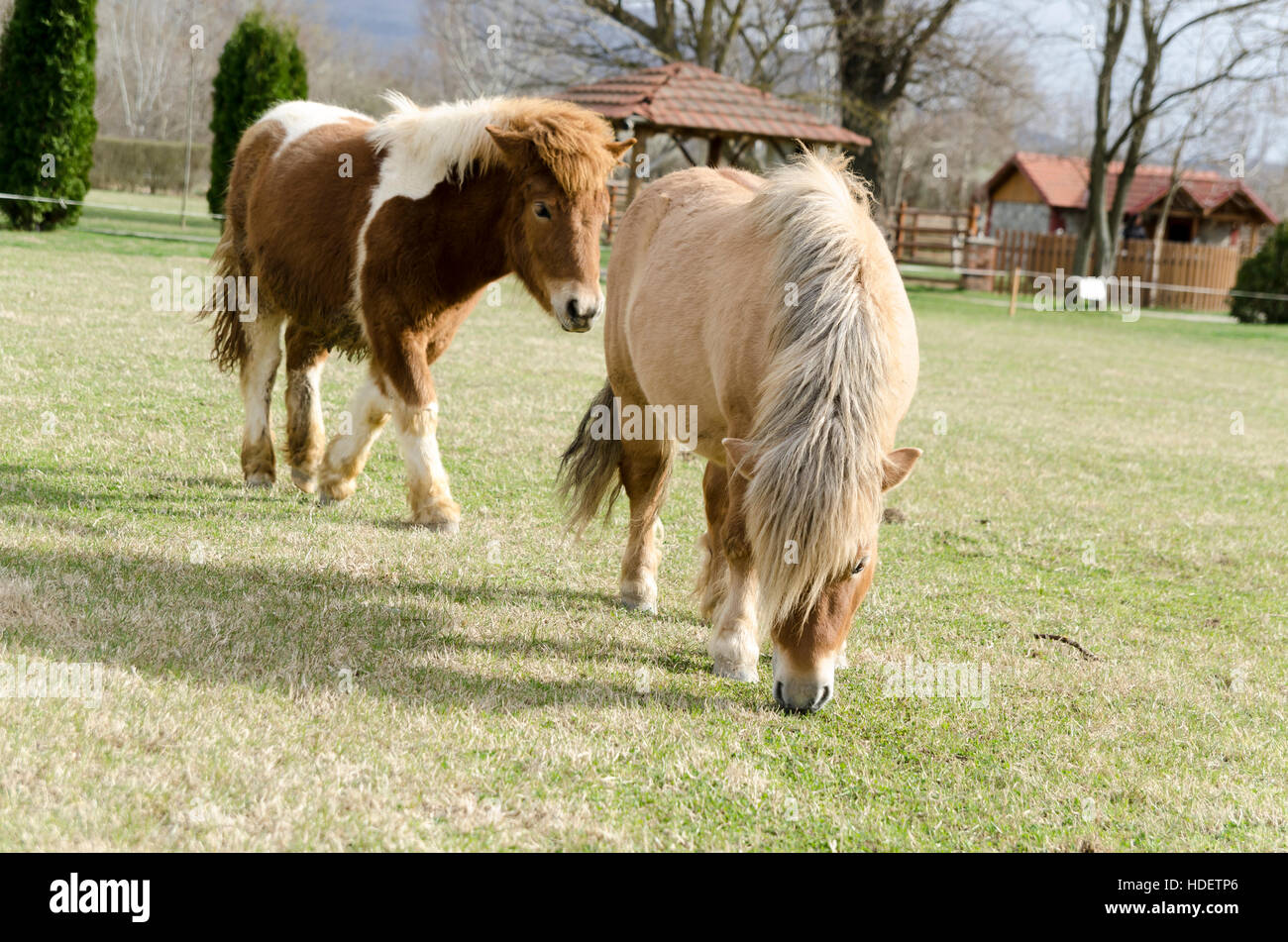 Cute mini ponies hi-res stock photography and images - Alamy