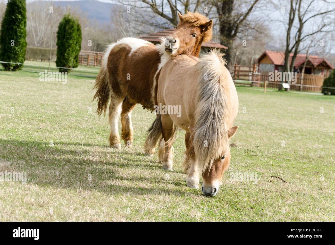 Cute mini ponies hi-res stock photography and images - Alamy
