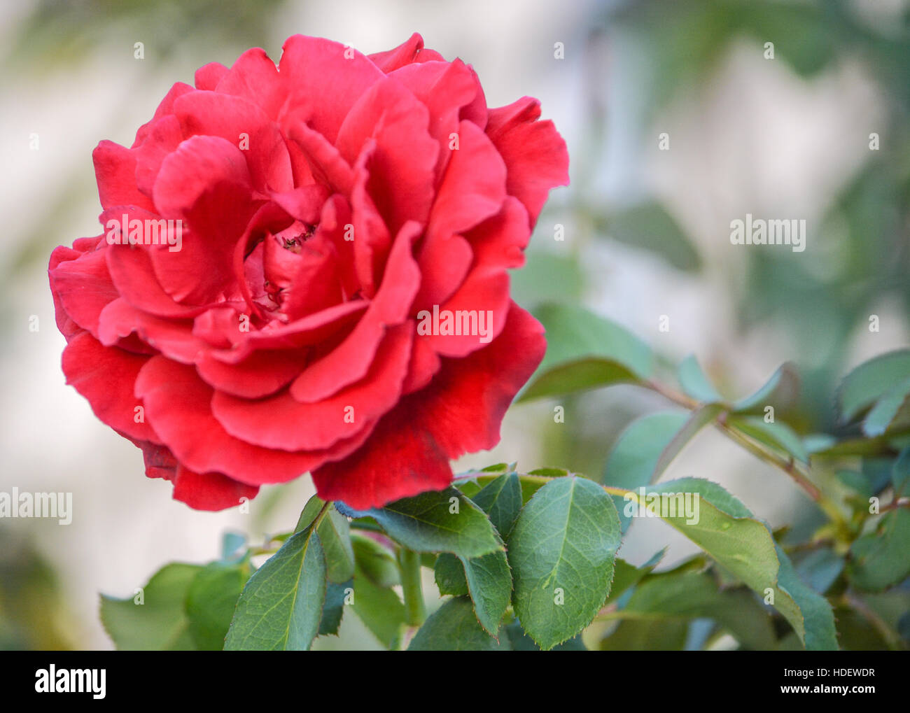 Blooming Red Rose Stock Photo - Alamy
