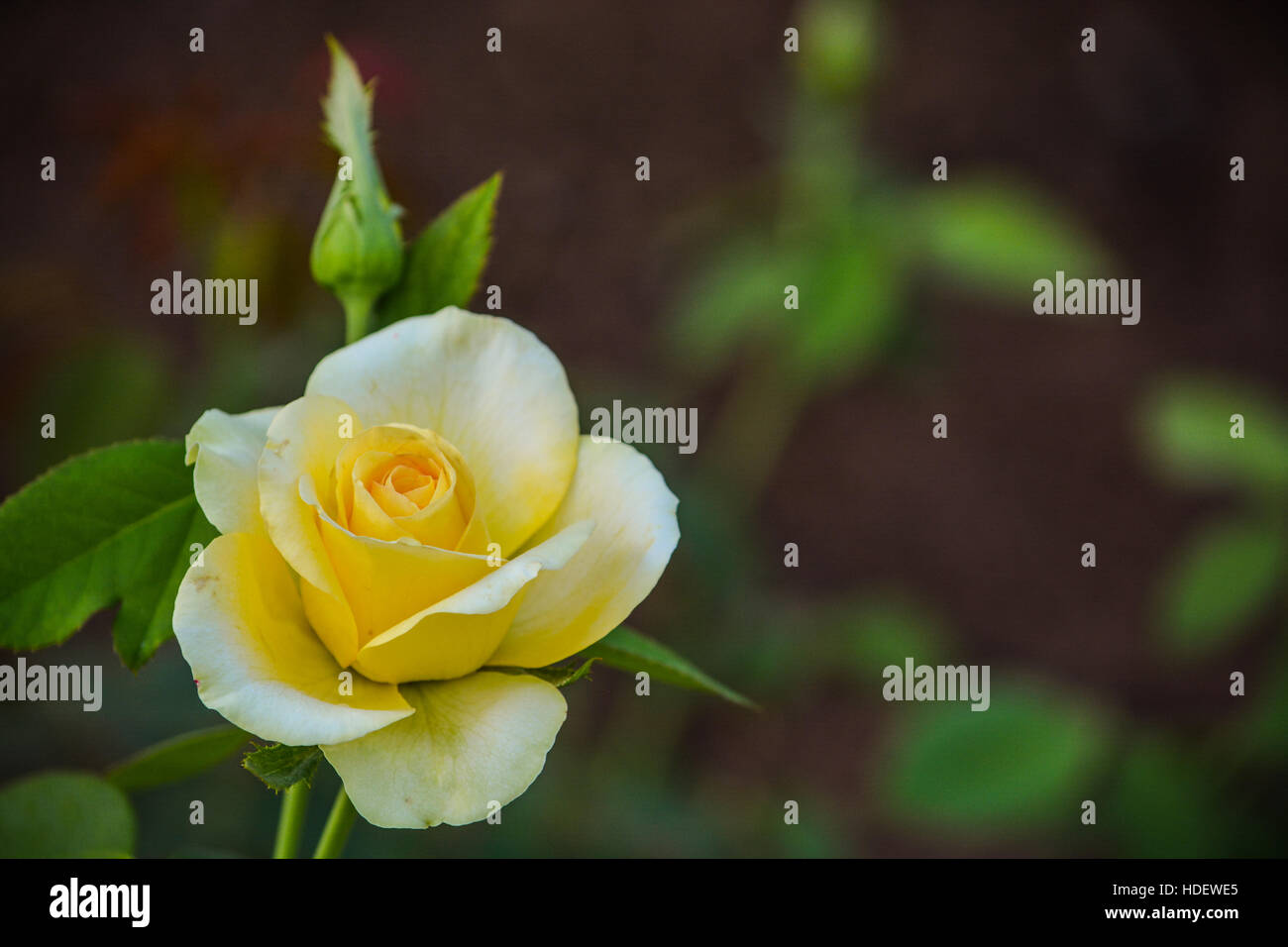 Evening bloomer hi-res stock photography and images - Alamy