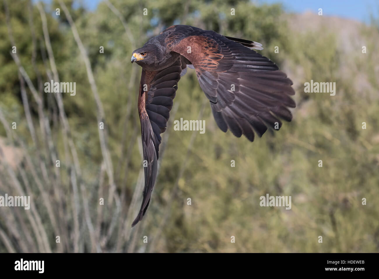 Harris Hawk in flight over the Arizona Desert Stock Photo - Alamy