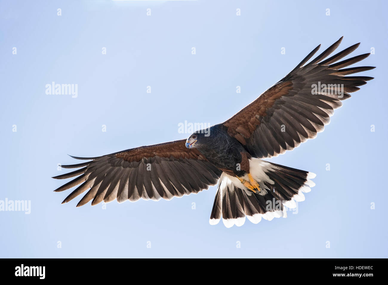 Harris Hawk in flight over the Arizona Desert Stock Photo - Alamy