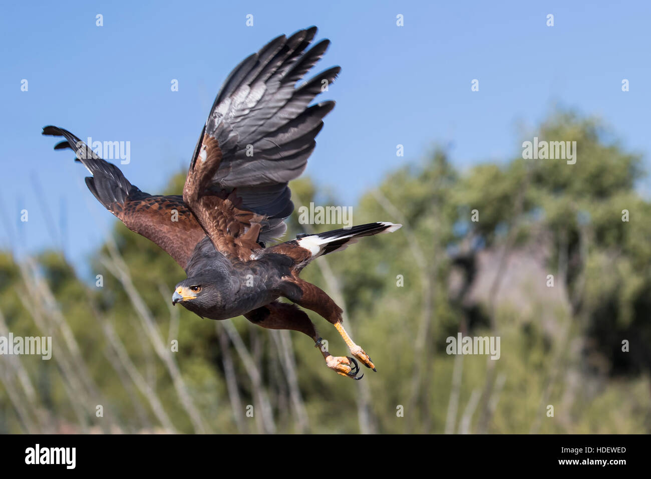 Harris Hawk in flight over the Arizona Desert Stock Photo - Alamy