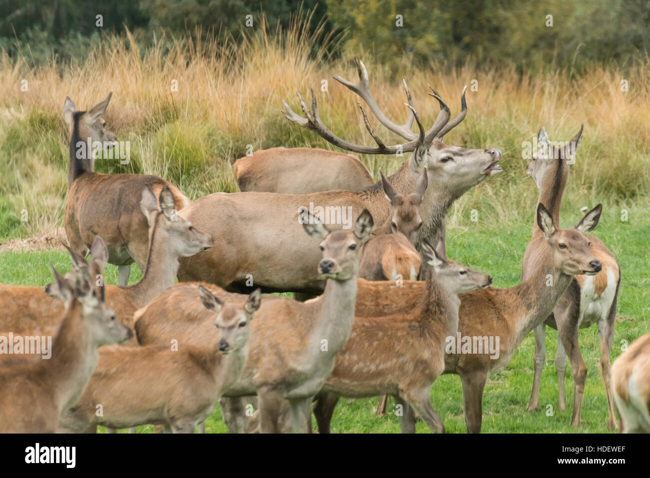 Deer enclosure hi-res stock photography and images - Alamy
