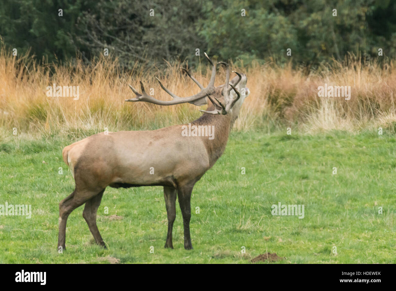 Deer in a enclosure Stock Photo - Alamy
