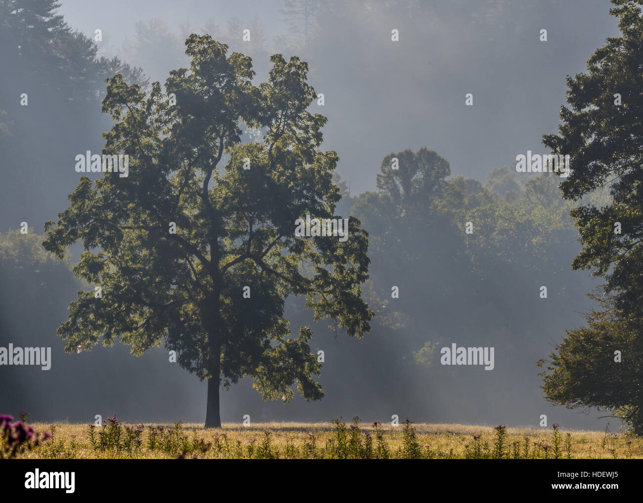 Morning Fog Covers Large Tree and Open Field in late summer Stock Photo ...