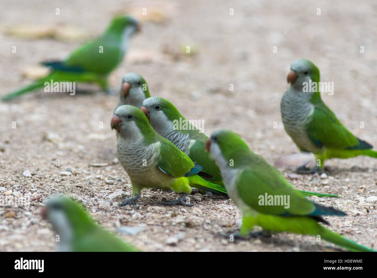 Spanish birds hi-res stock photography and images - Alamy