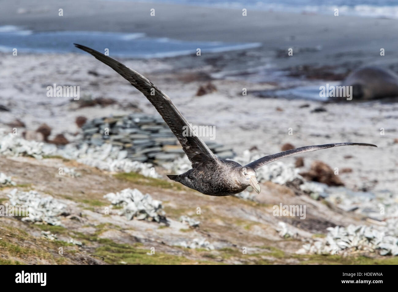 southern giant petrel (Macronectes giganteus) flying low over sandy ...