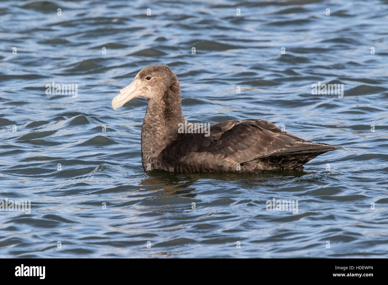 southern giant petrel (Macronectes giganteus) single adult swimming on ...