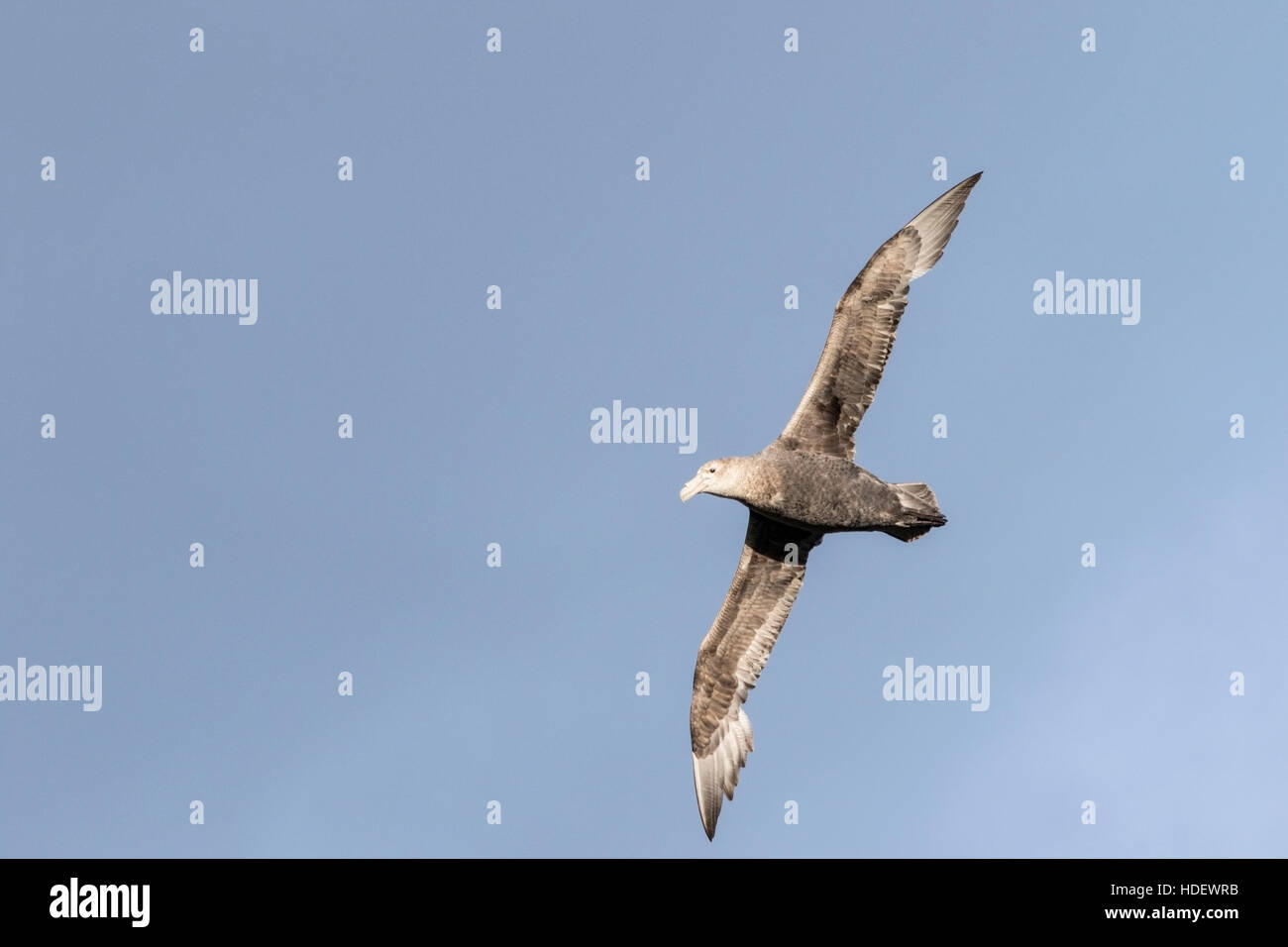 southern giant petrel (Macronectes giganteus) single adult in flight ...
