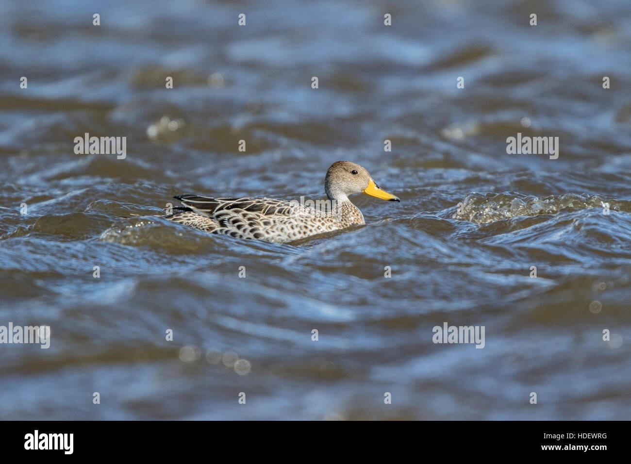yellow-billed pintail (Anas georgica) adult swimming on water, Falkland ...