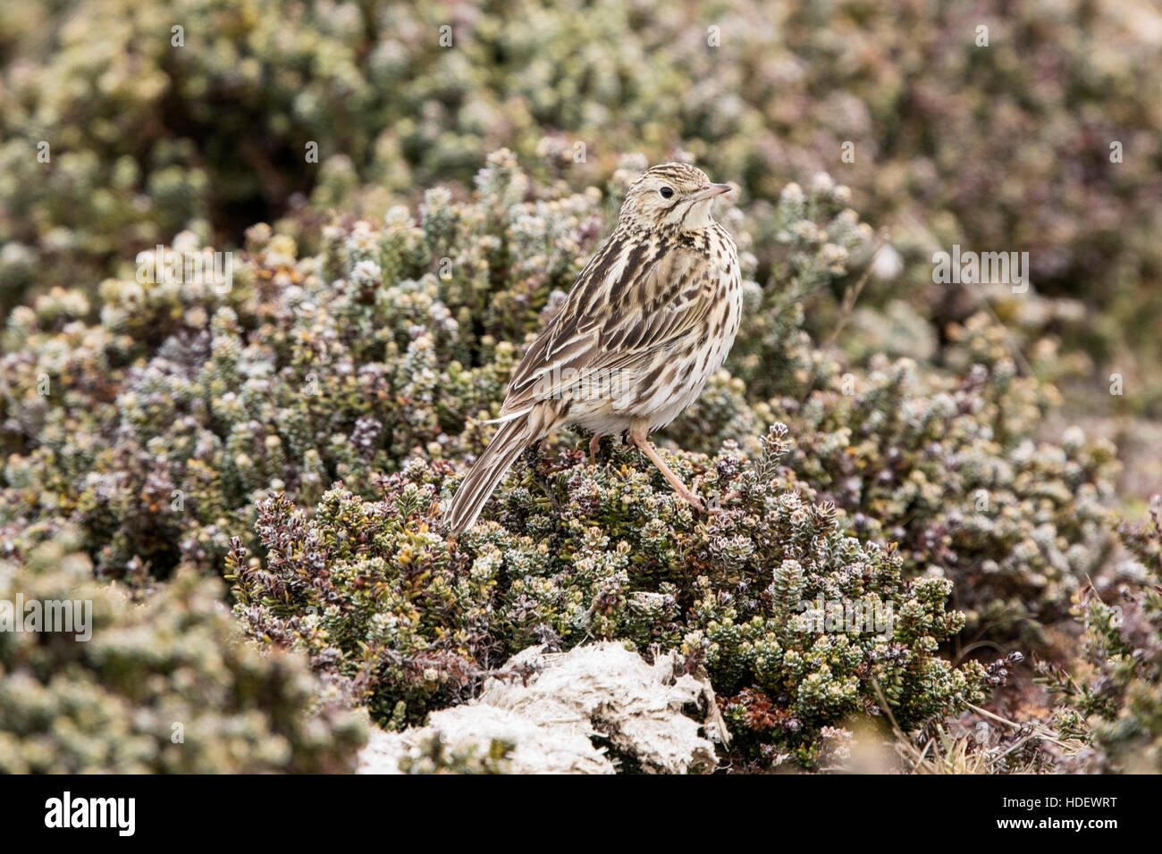 correndera pipit or Falklands pipit (Anthus correndera) adult standing ...