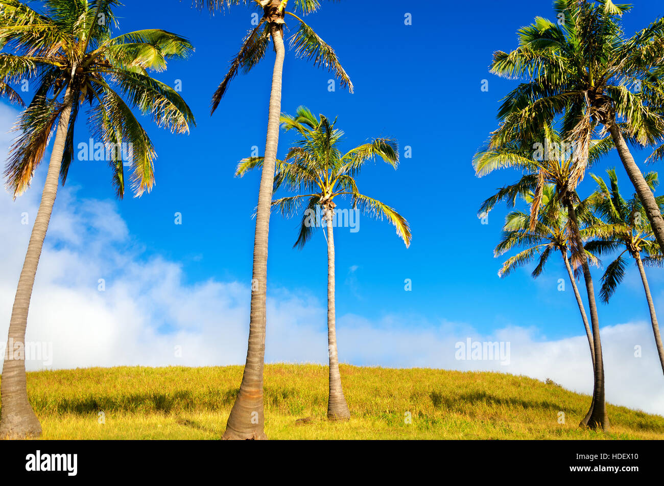 Easter island trees hi-res stock photography and images - Alamy