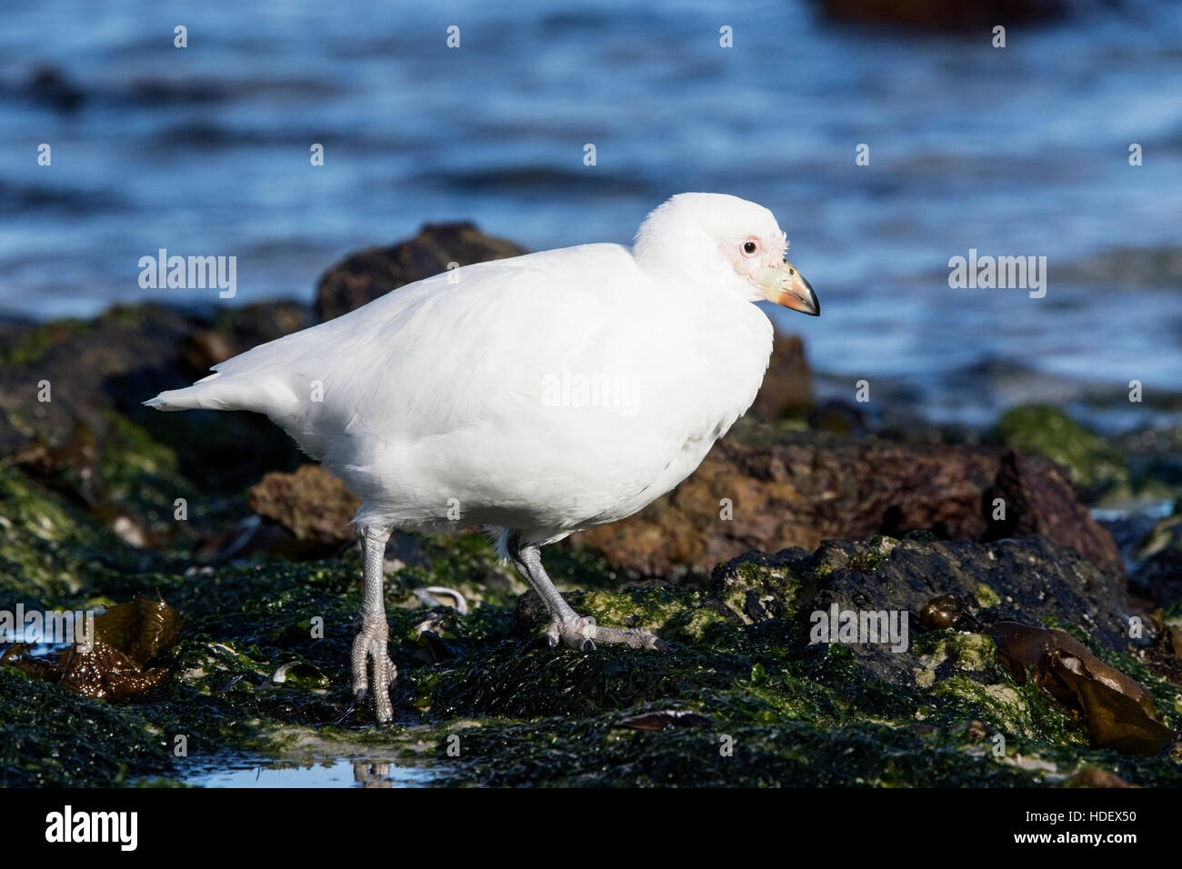snowy sheathbill (Chionis albus) adult feeding on shoreline, Falkland ...