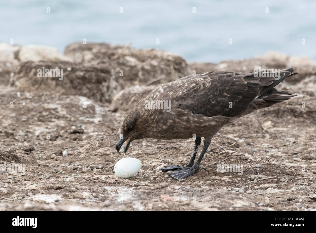 Falklands egg skua brown skua falkland skua hi-res stock photography ...