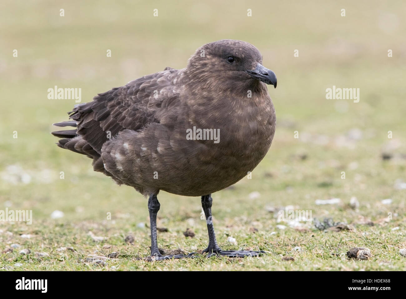 brown skua or Falklands skua (Stercorarius antarcticus) adult standing on short vegetation ...