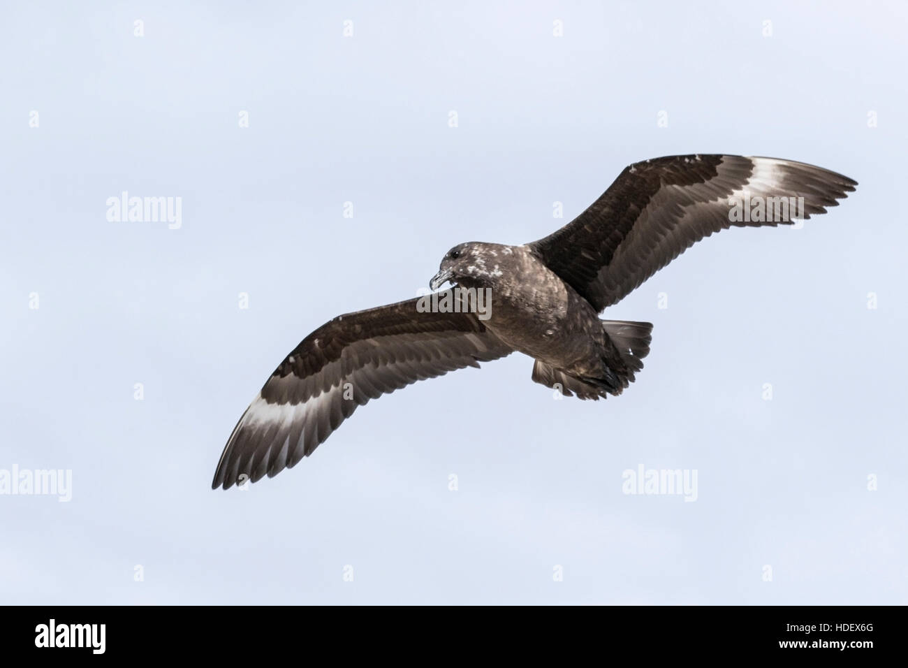 brown skua or Falklands skua (Stercorarius antarcticus) adult in flight over penguin colony ...