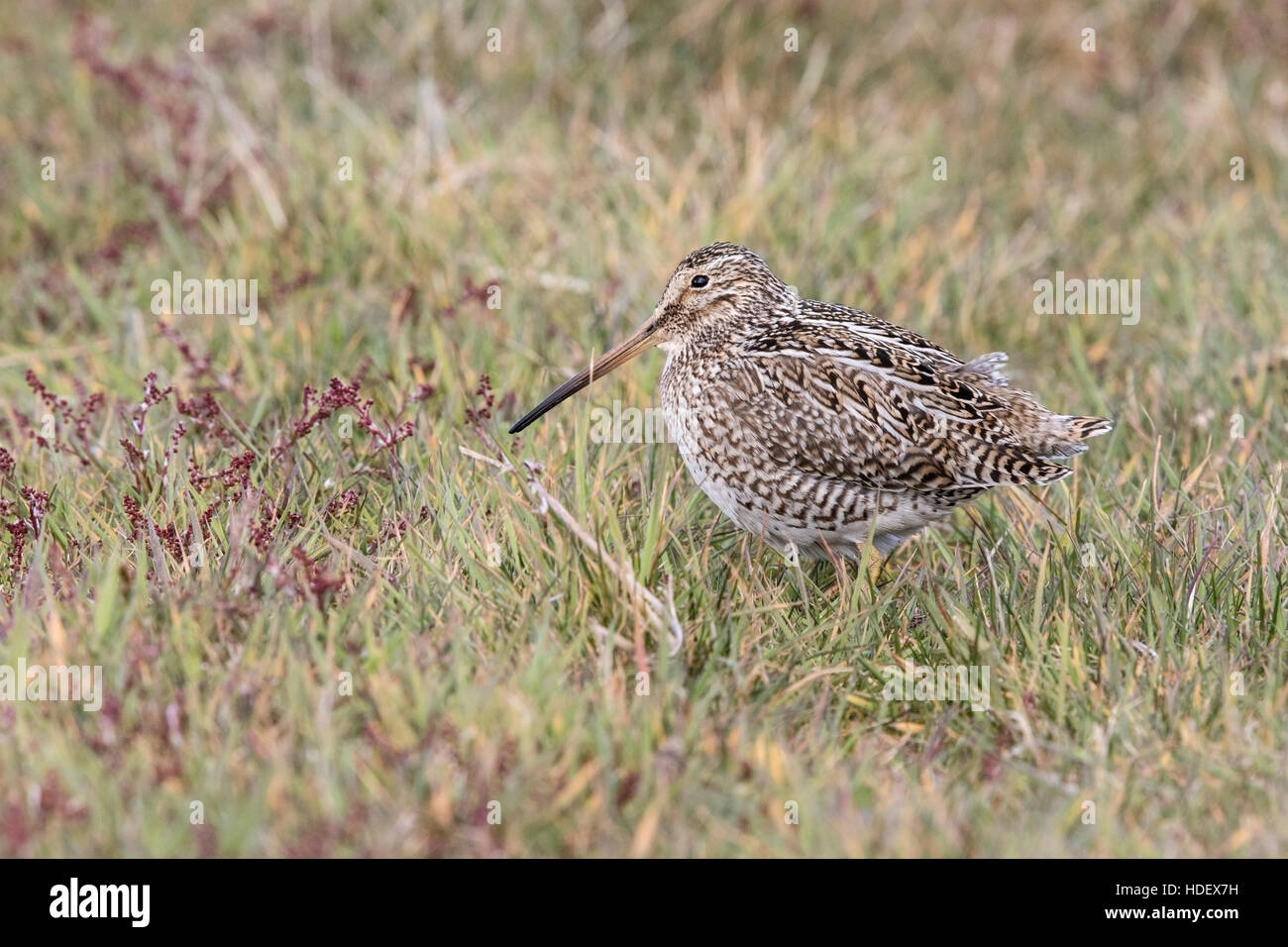 Magellanic snipe or South American Snipe (Gallinago magellanica) adult ...