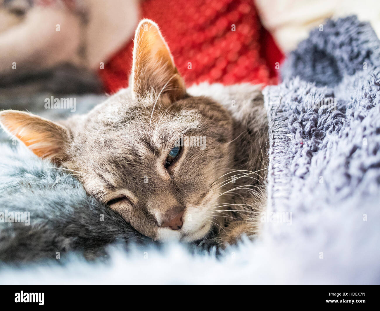 Cat half asleep on bed Stock Photo - Alamy