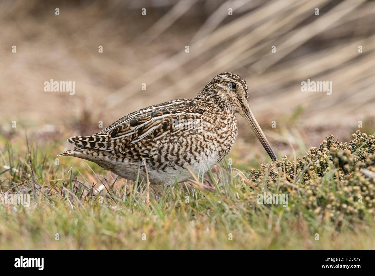 Gallinago magellanica magellanica hi-res stock photography and images ...