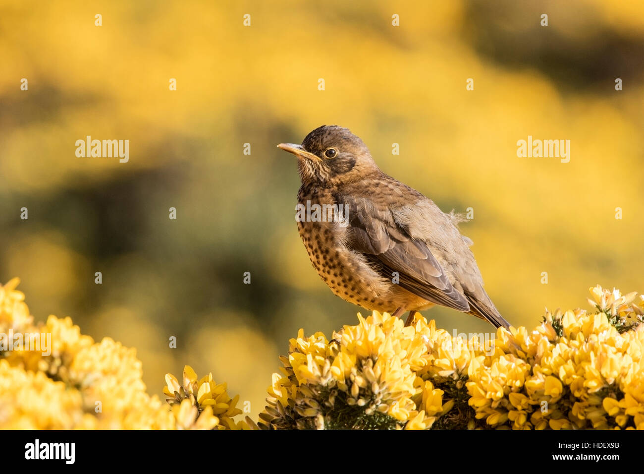 Falklands thrush hi-res stock photography and images - Alamy