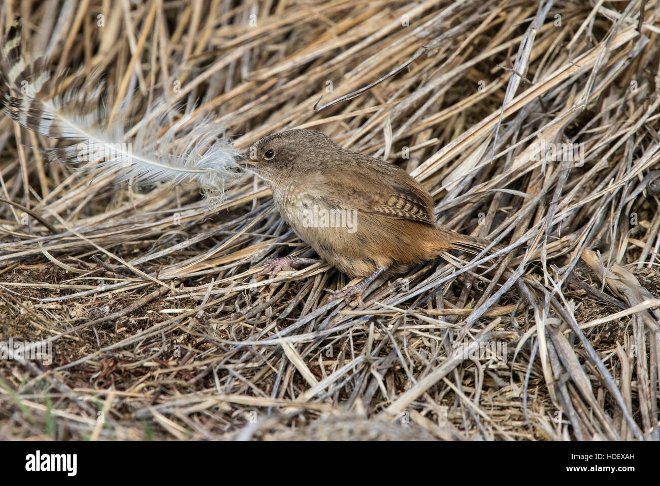Cobbs wren (Troglodytes cobbi) adult collecting feather for nest ...
