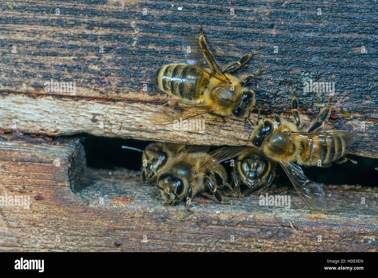 Honey bees flying around hive hi-res stock photography and images - Alamy