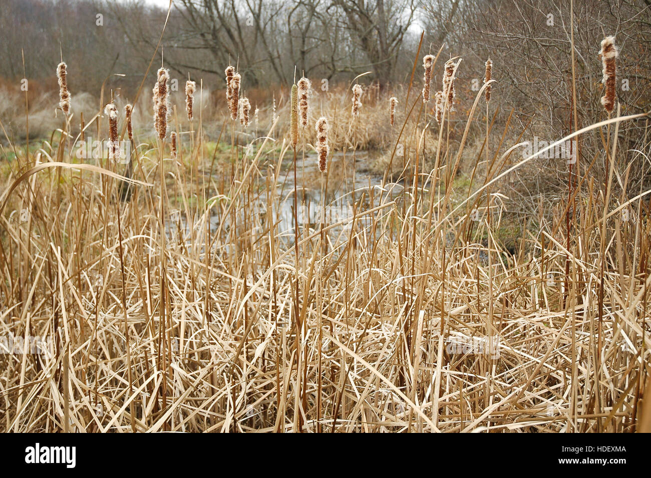 Jackson bog state nature preserve hi-res stock photography and images ...