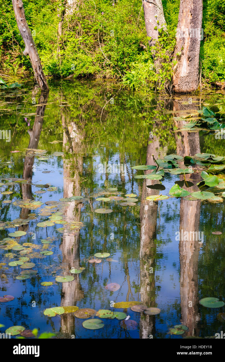 Cuyahoga Valley National Park Swamp Stock Photo - Alamy