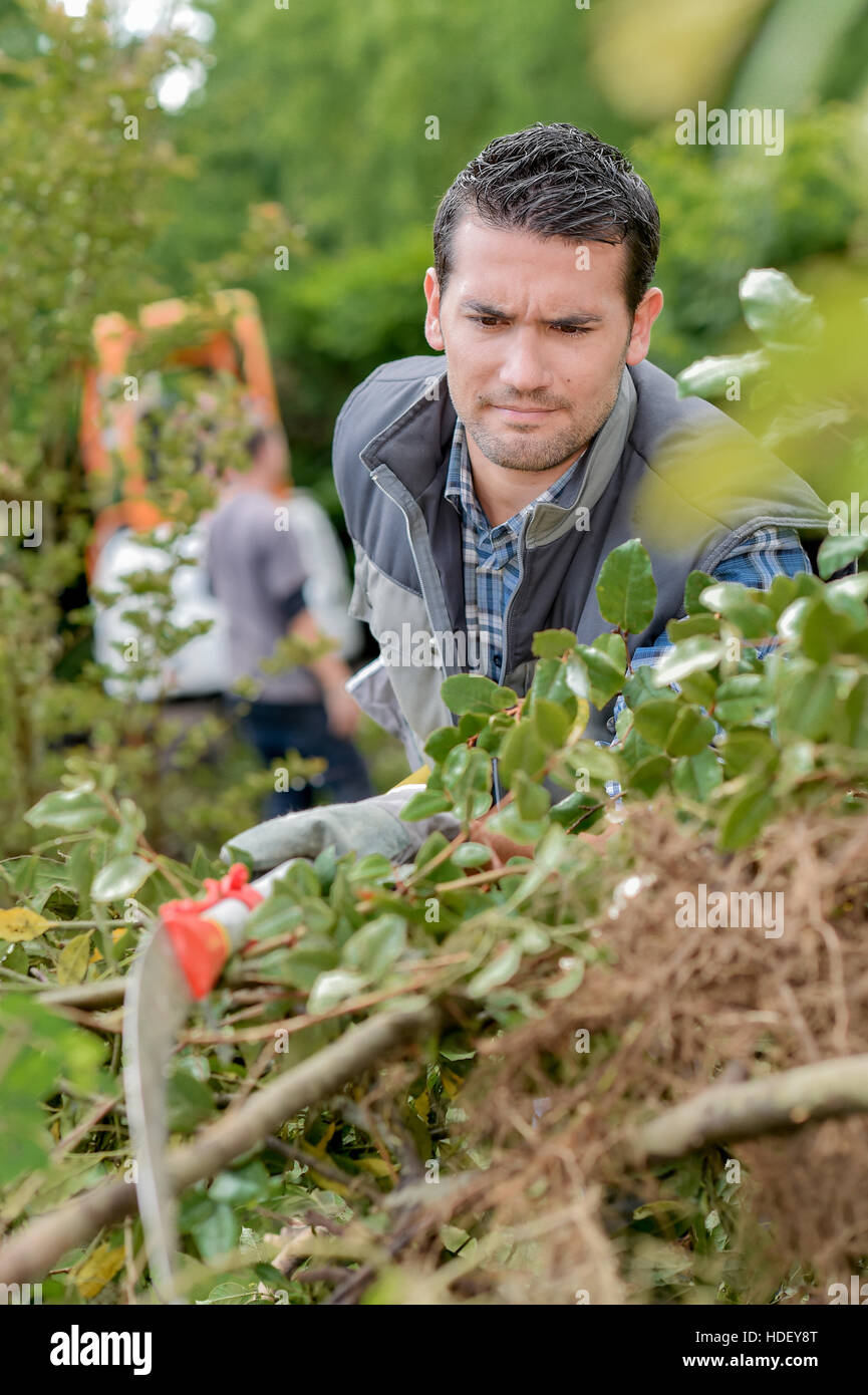 Trimming a tree Stock Photo - Alamy