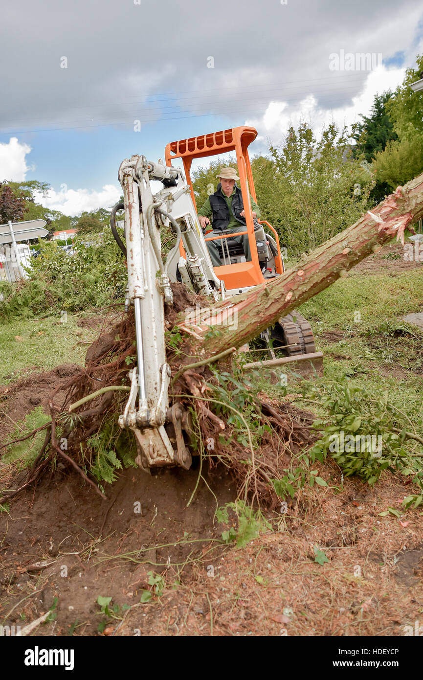 Using a digger to remove a tree Stock Photo - Alamy