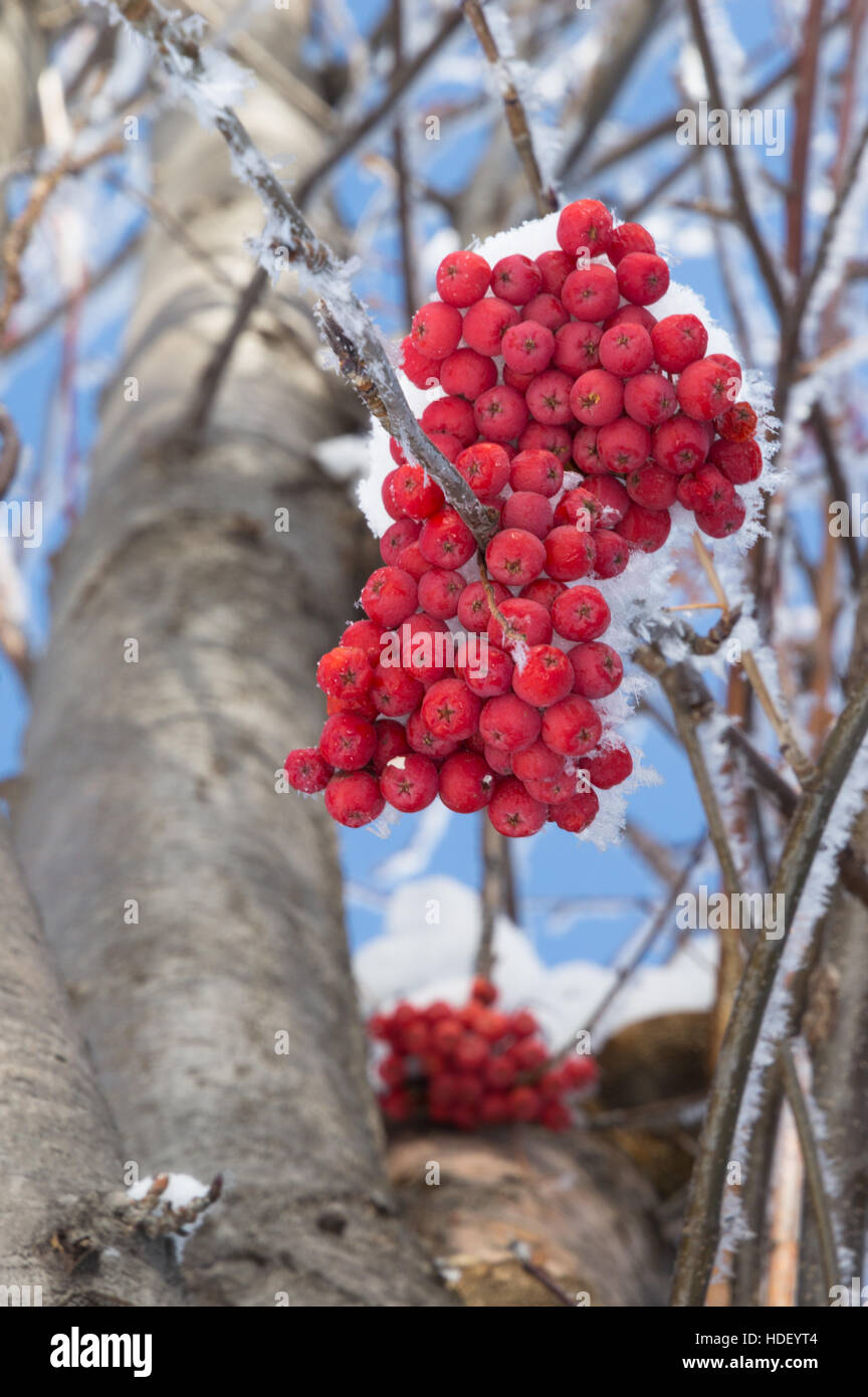 Orange mountain ash hi-res stock photography and images - Alamy