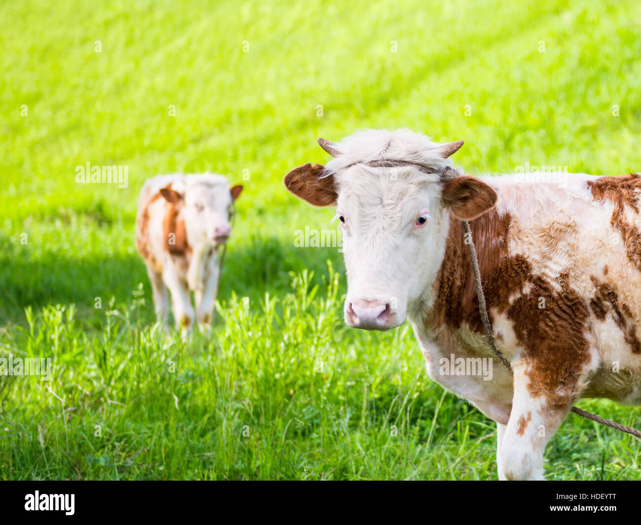 Cow on green pasture sunny hi-res stock photography and images - Alamy