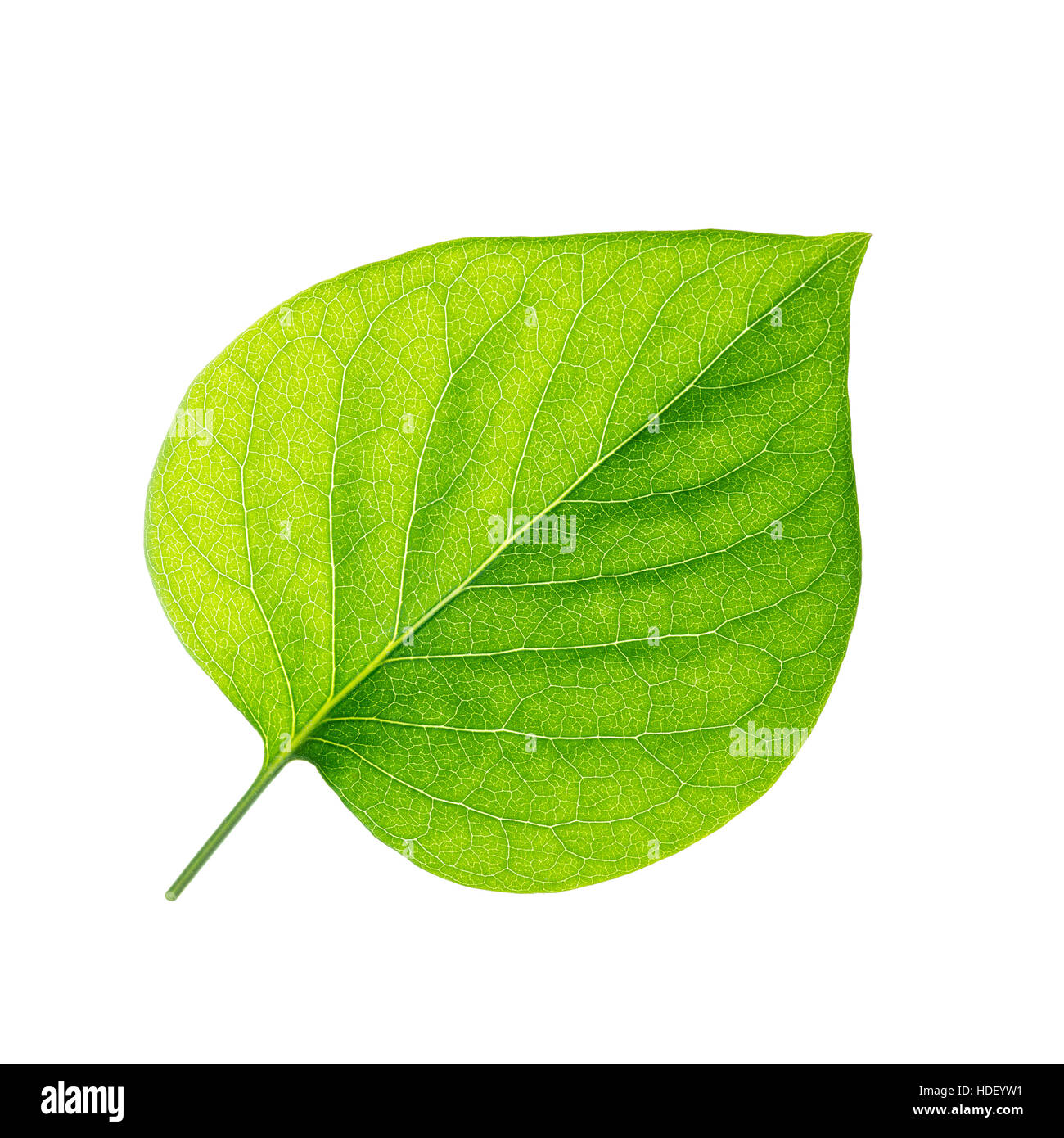 Lilac Leaf Isolated on White Stock Photo - Alamy