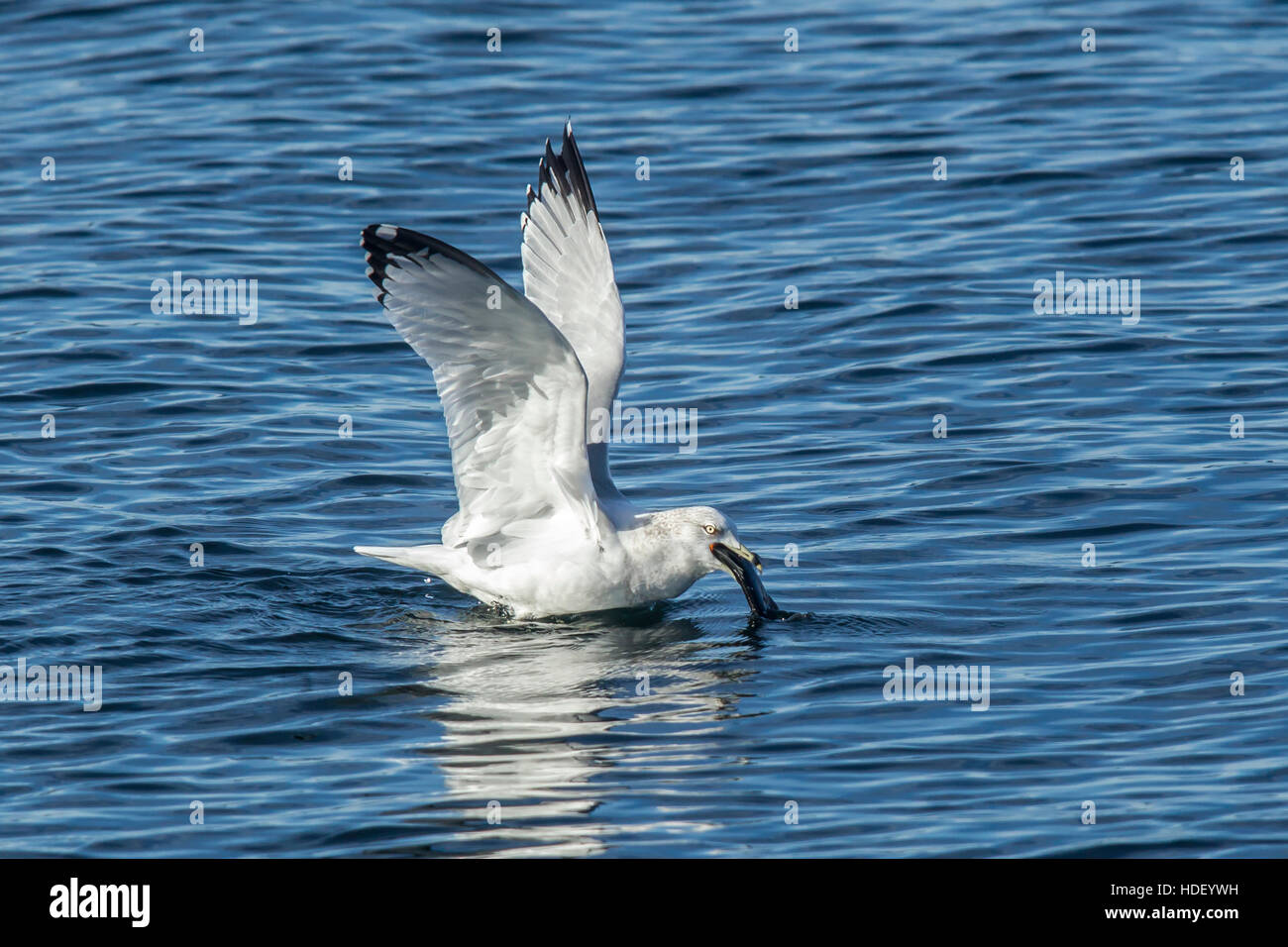 Seagull catches fish Stock Photo - Alamy