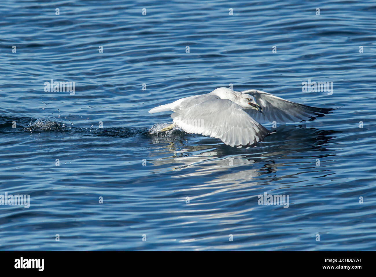 Seagull watching for fish hi-res stock photography and images - Alamy